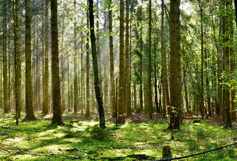 From wood to paper, for responsible forest management - Sofidel